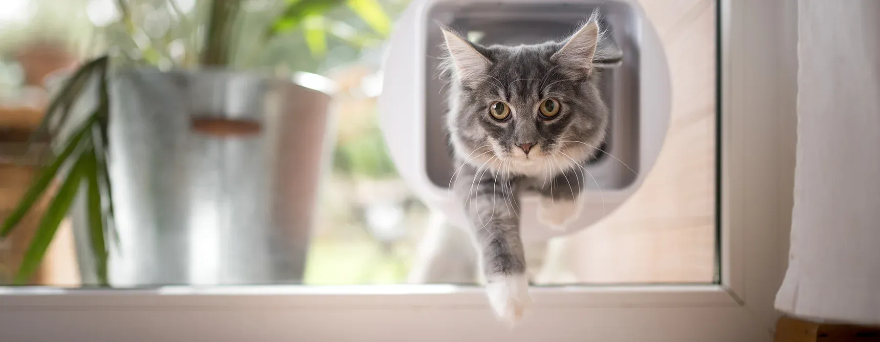 Why a Simple Cat Flap Boosts Home Comfort in the UK - Mitchell Stover